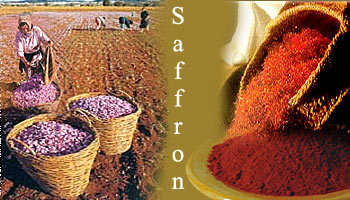 saffron, saffron in india, indian, saffron spices of india